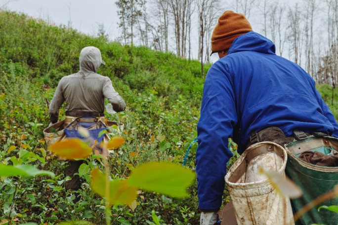 10 days, 10 provinces, 100k trees: Canadian world-record-holder who ...